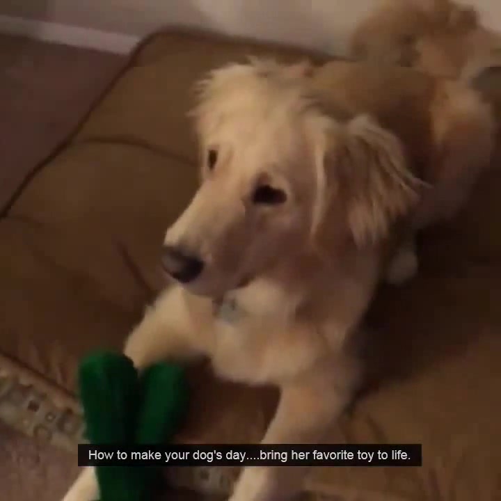 How To Make Your Dog's Day - Coub