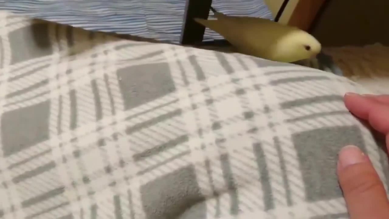 VERY SAD BIRB VIDEO - Coub - The Biggest Video Meme Platform