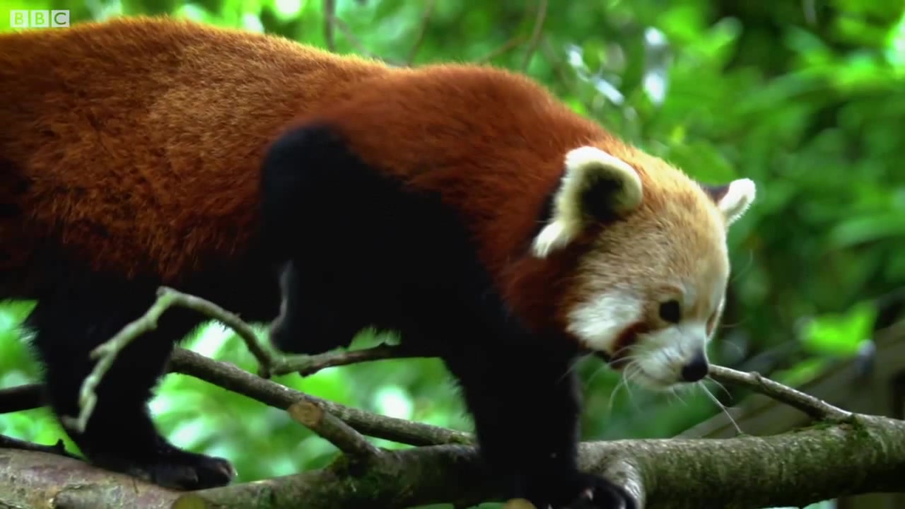 Red Panda - Coub