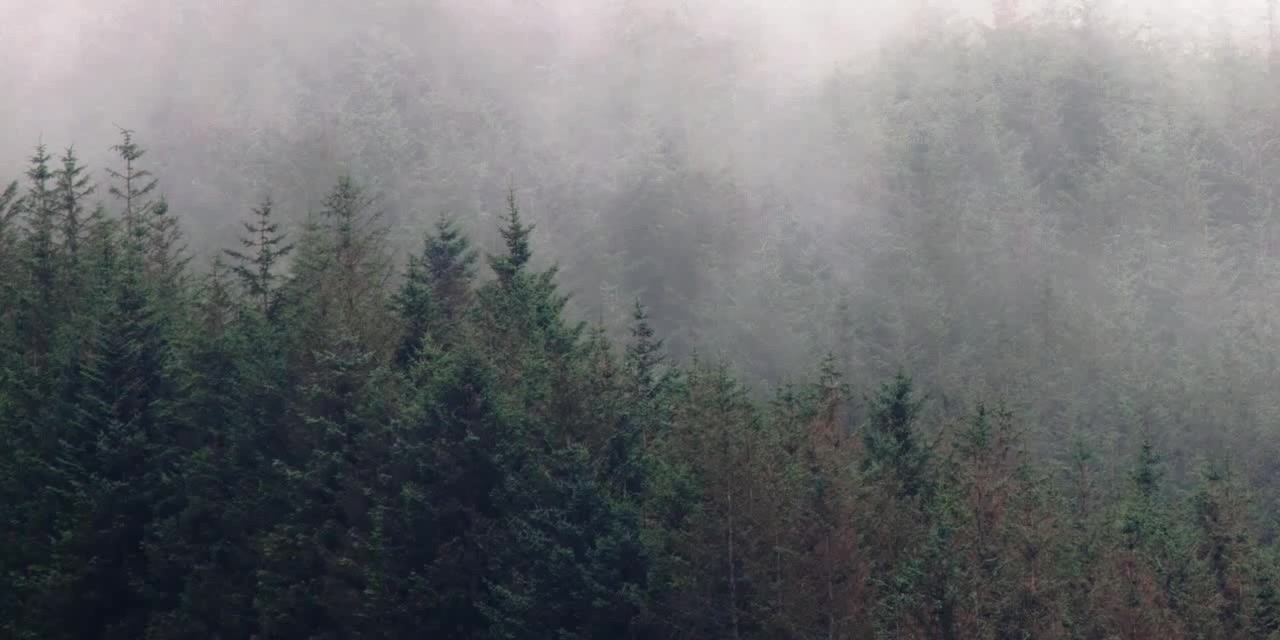 forest - Coub - The Biggest Video Meme Platform