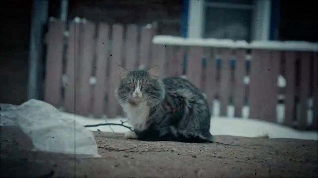 Kostroma forever - Coub - The Biggest Video Meme Platform