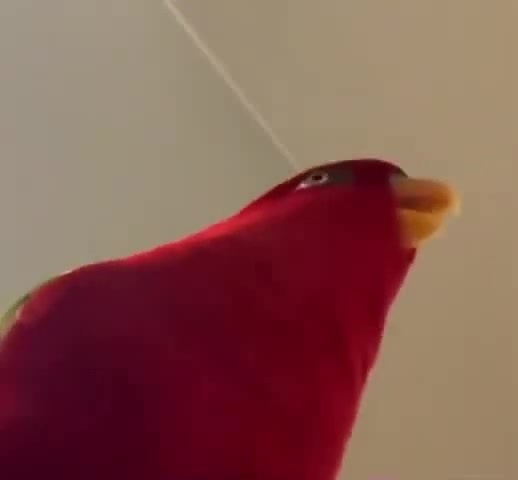 Red parrot - Coub - The Biggest Video Meme Platform