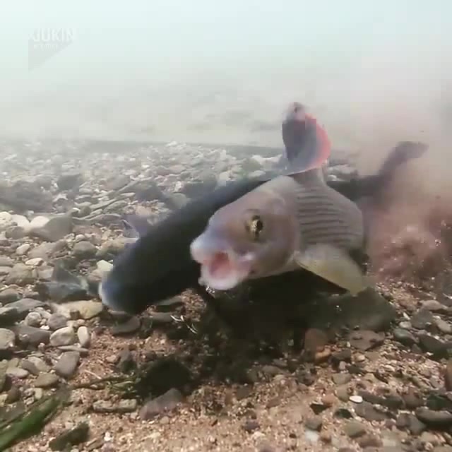Grayling fish procreating😎 - Coub
