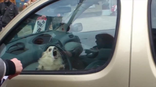 Crazy Dog, Stop XAM video - Coub