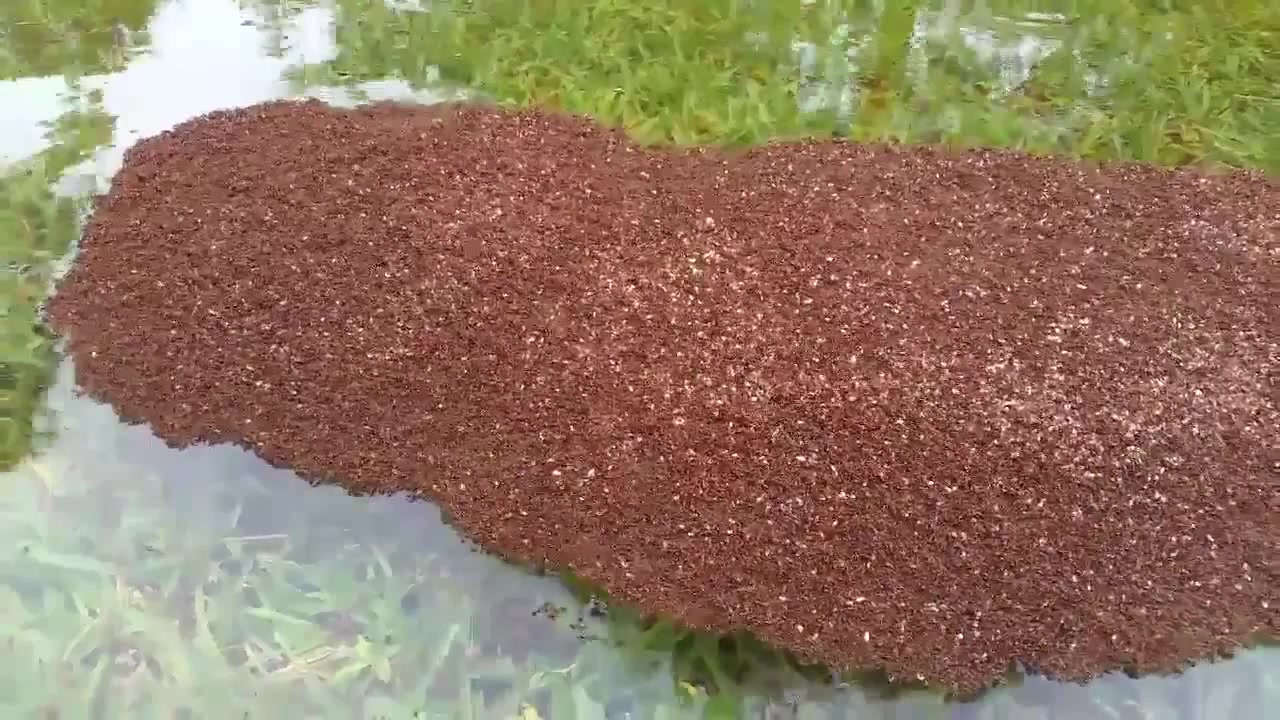 Fire Ants floating colony - Coub