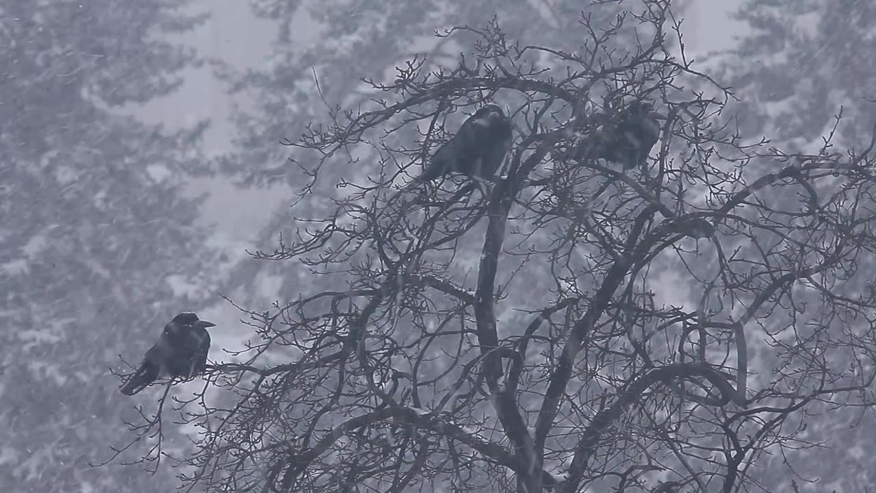 chit-chat on the branch - Coub - The Biggest Video Meme Platform