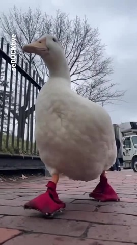 Босс на районе 200% hard duck - Coub