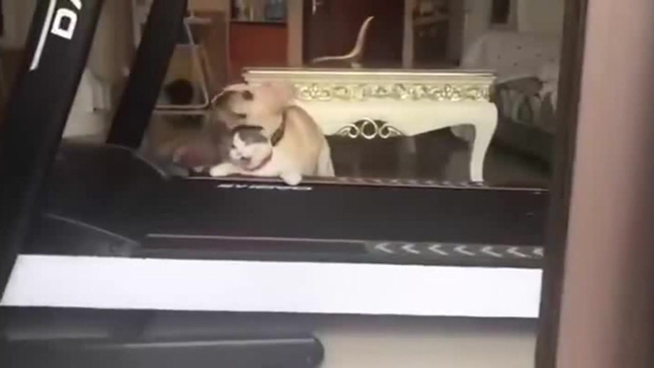 Собака и кошка трахаются - Coub