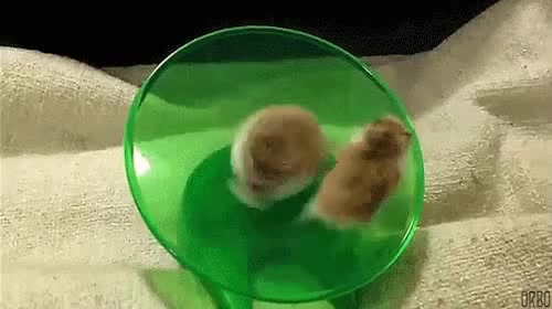 Hamster spin - Coub
