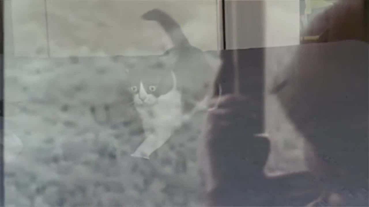 cat flashback - Coub