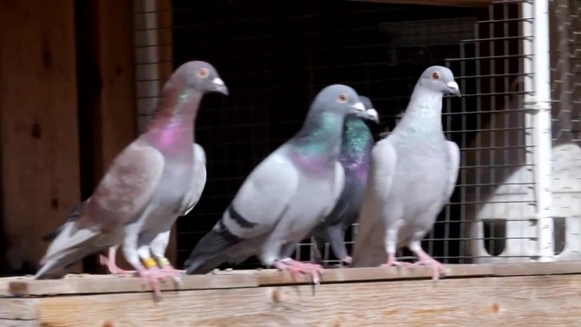 Racing Pigeons, Exercising my Racing Pigeon - Coub - The Biggest Video Meme Platform