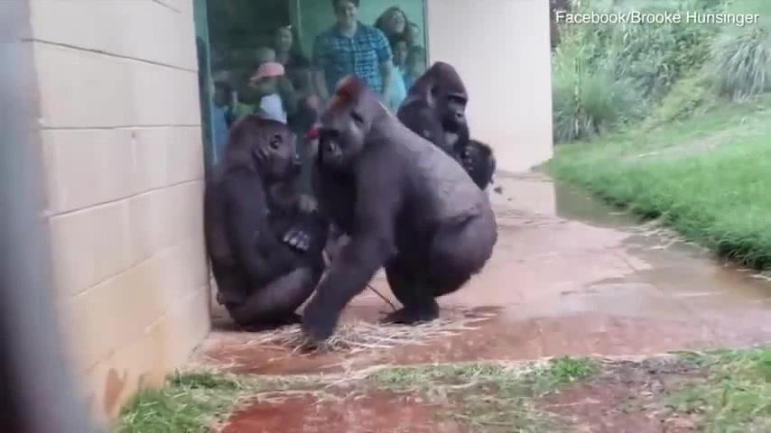 S.W.A.T. (gorilla) - Coub