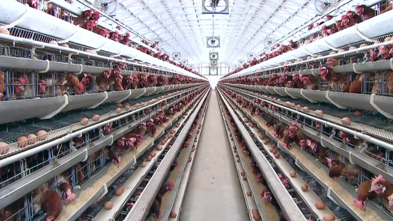 Chicken matrix - Coub