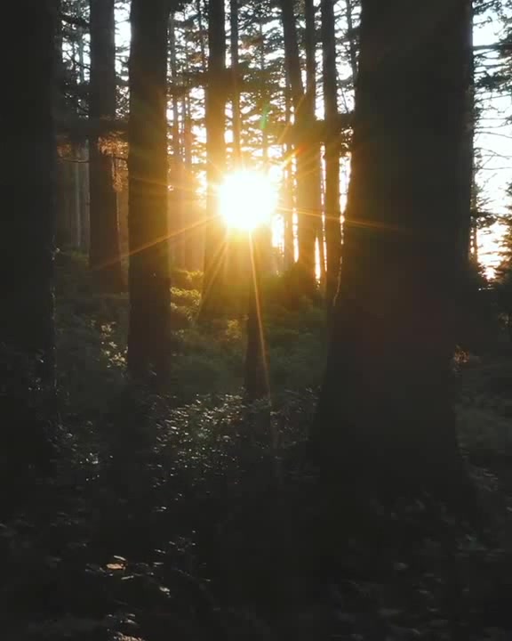 Sunlight in the Forest - Coub