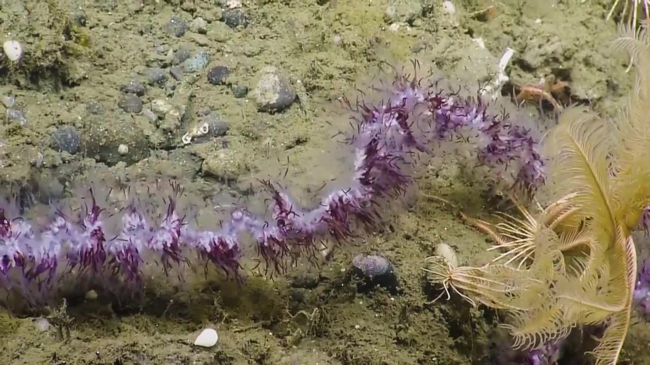 Spectacular Siphonophore - Coub