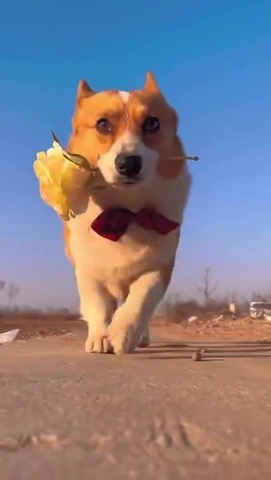 Present 4 my love - Coub