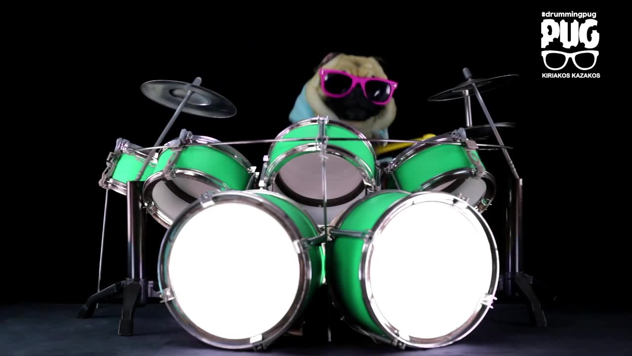 Drumming Pug - Nirvana Smells Like Teen Spirit - Coub