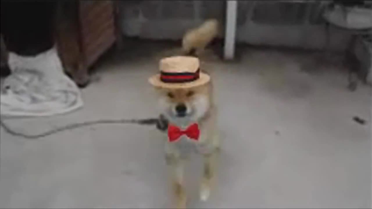 Doge dancing - Coub