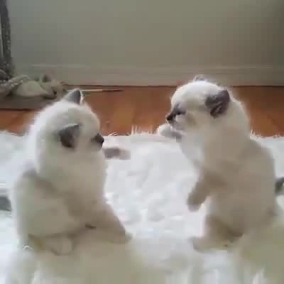 Round one, fight! - Coub