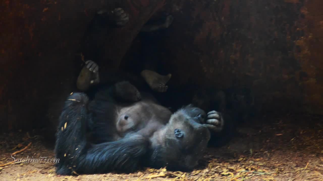 Baby gorilla sleeping on his mother - Coub