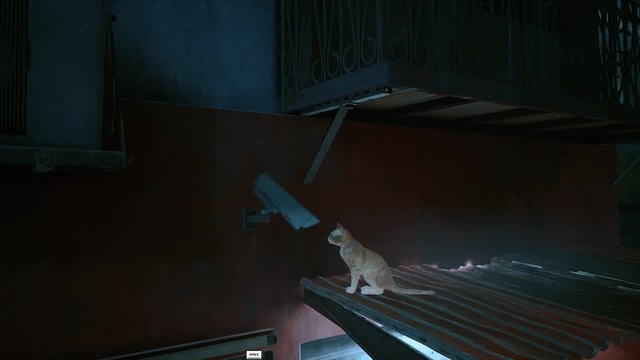 Stray "Meow, meow, meow..." :-) - Coub