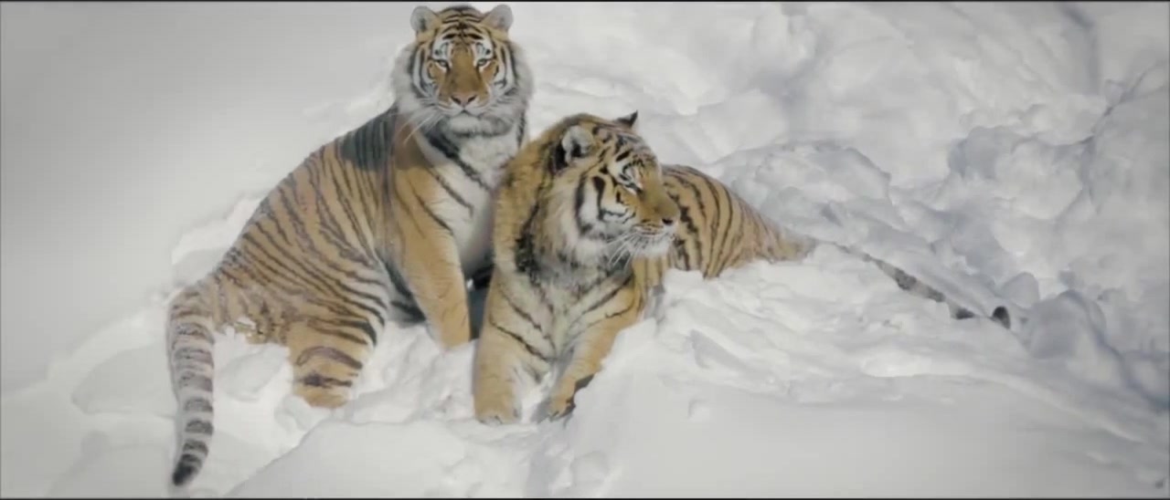 Drone & Tigers - Coub