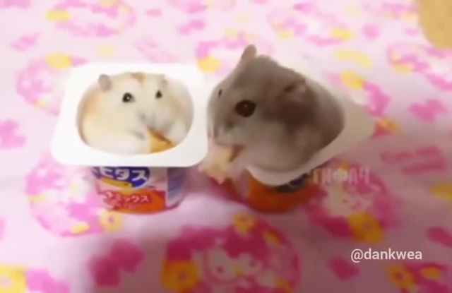Hamster slap - Coub - The Biggest Video Meme Platform