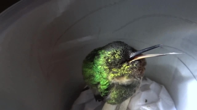 Sleeping hummingbird "snores" in Peru - Coub
