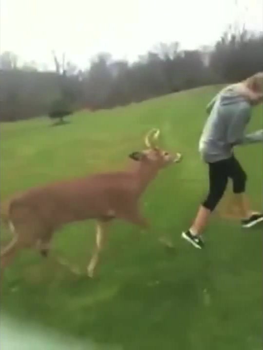 horny deer humps girl - Coub