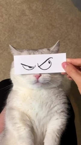 Котик, разное настроение. Kitty, different mood - Coub