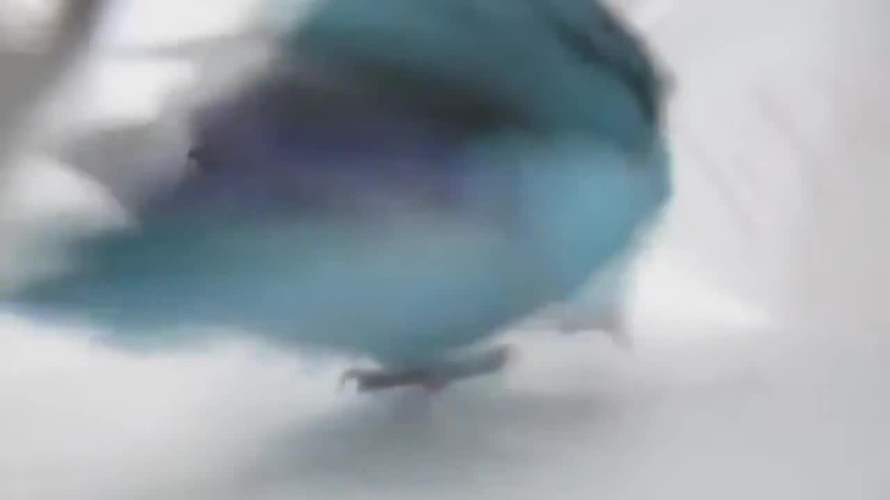 I'm A Bird Motha' F*****. I'm A Bird - Coub - The Biggest Video Meme Platform