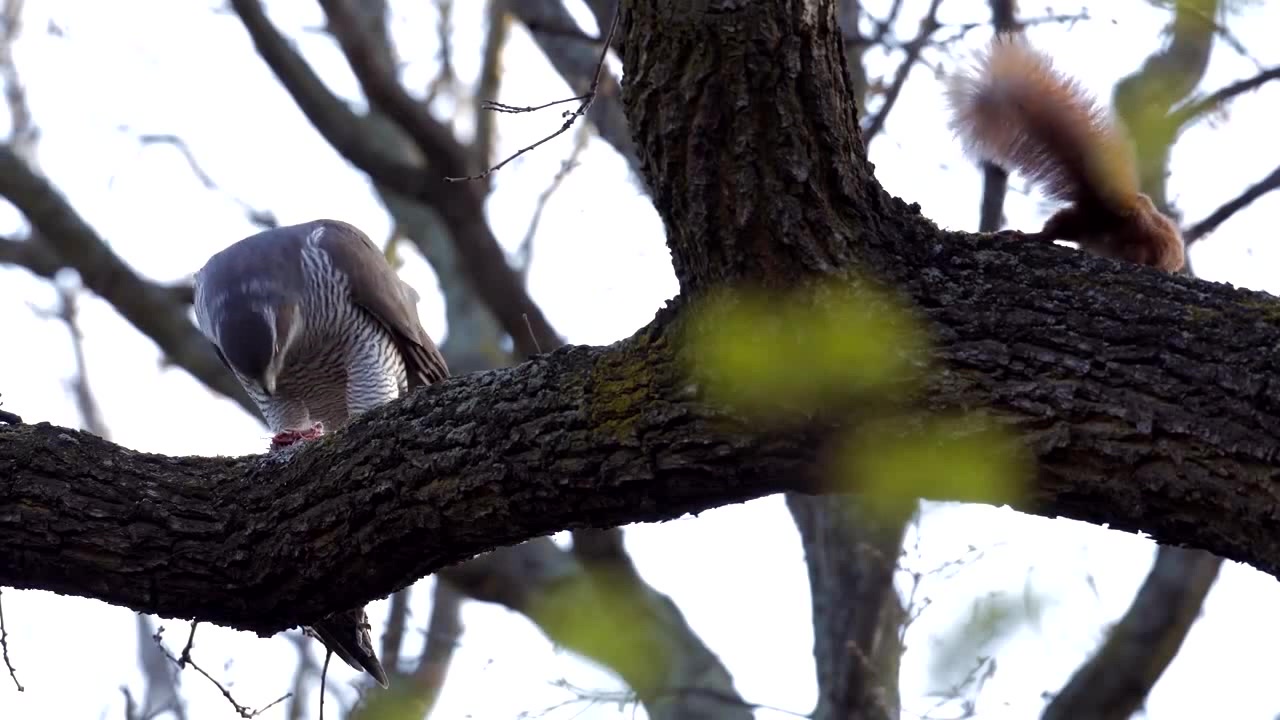 The fastest squirrel alive (1st AE expirience) - Coub