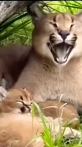 Father and son Floppa - Coub