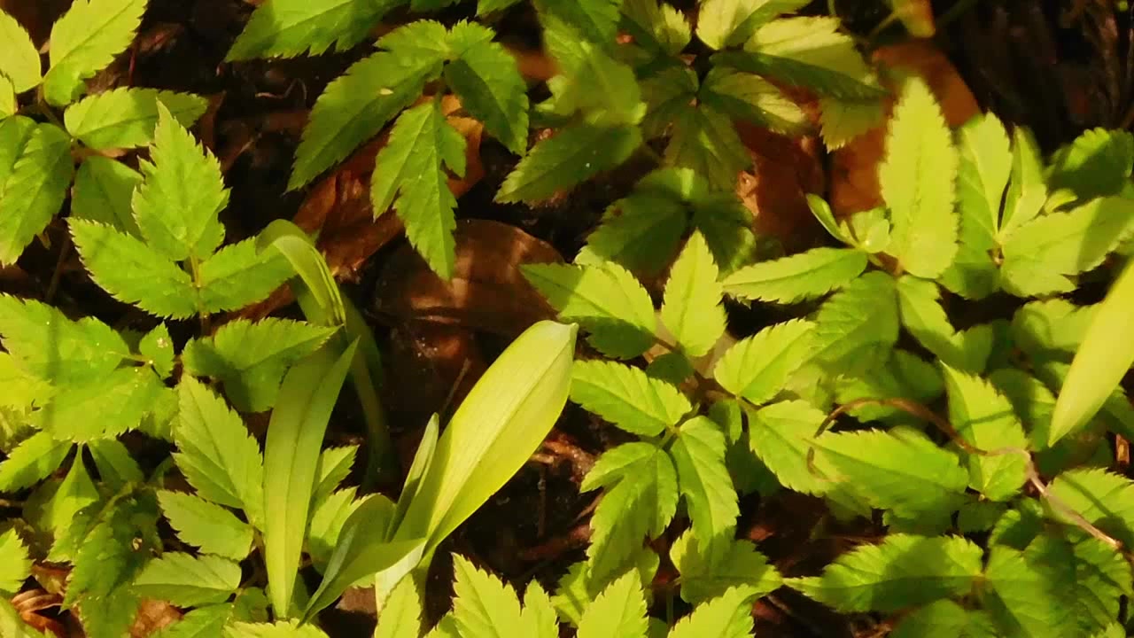 hypnotic plants - Coub