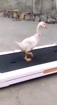 Goose Jackson — Billie Jean - Coub