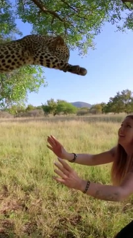 Leopard catch - Coub