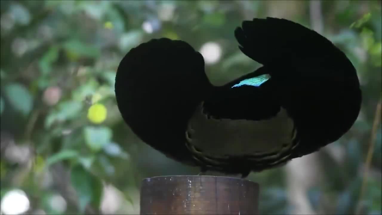 Bird Capoeira - Coub