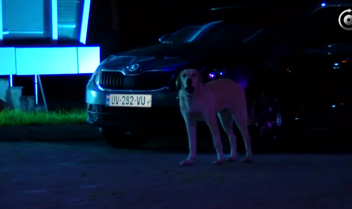 The best video scene ever - Coub