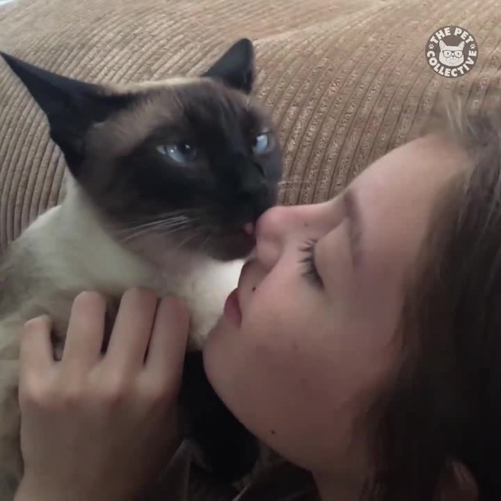 Best cats of the year! Meow.2 🐱 - Coub - The Biggest Video Meme Platform