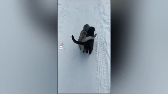 LIKE A BOSS COMPILATION 😎😎😎AMAZING 10 MINUTES🍉🍒🍓#138 - Coub