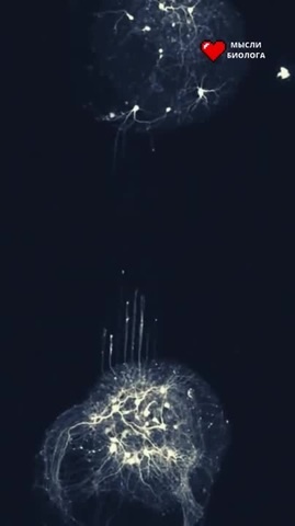 the work of neurons - Coub