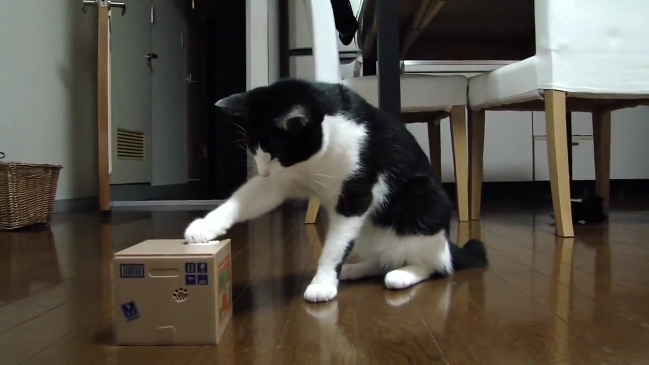 Cat VS Useless Box - Coub