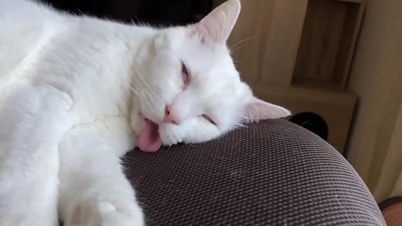 he need some sleep - Coub