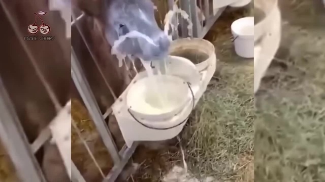 Imagine Dragons - Believer (Animal Cover) - Coub