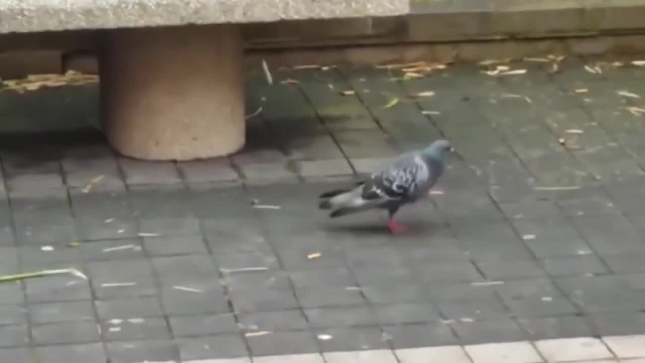 Dancing Bird - Coub