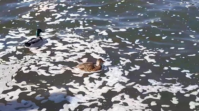 Ducks like to swim in soapy water! - Coub - The Biggest Video Meme Platform
