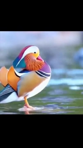 Beautiful Bird - Coub