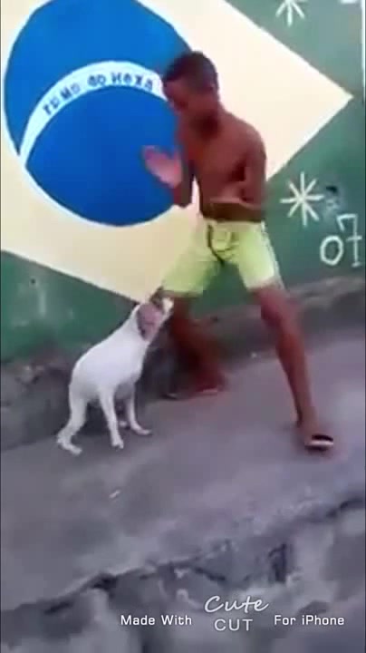 Doggo does a dance - Coub