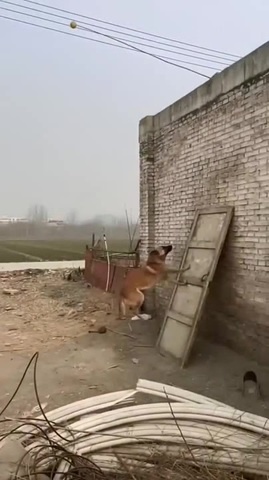 Летающий пёс Antigravity dog - Coub