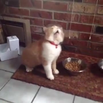 Stop, drop, shut em down open up shop - Coub